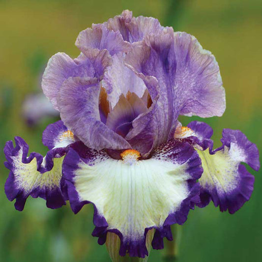 Bearded Iris | Shop 33 Varieties | Eden Brothers