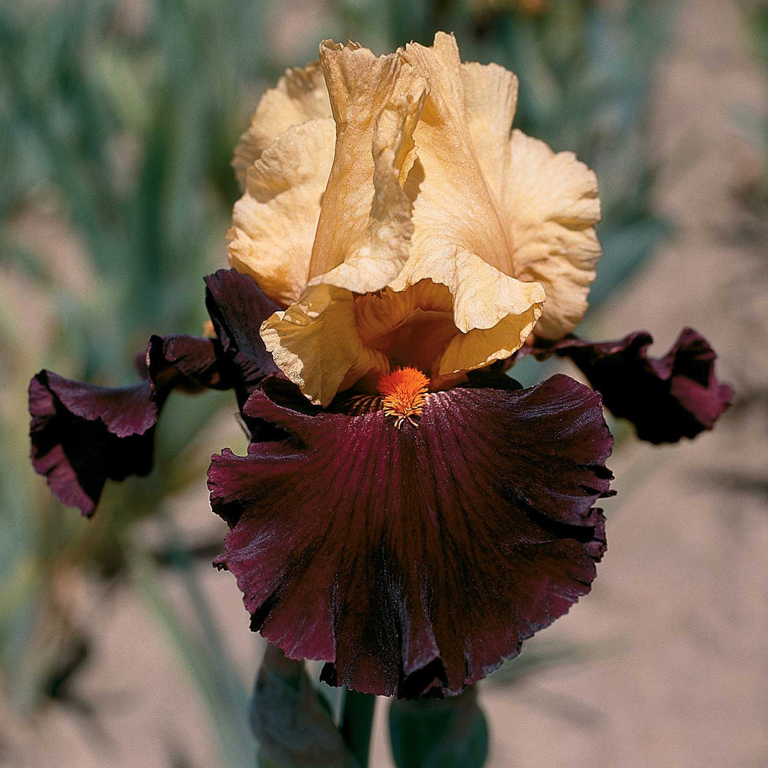Re-Blooming Bearded Iris - Idol | Fall Flower Bulbs | Eden Brothers
