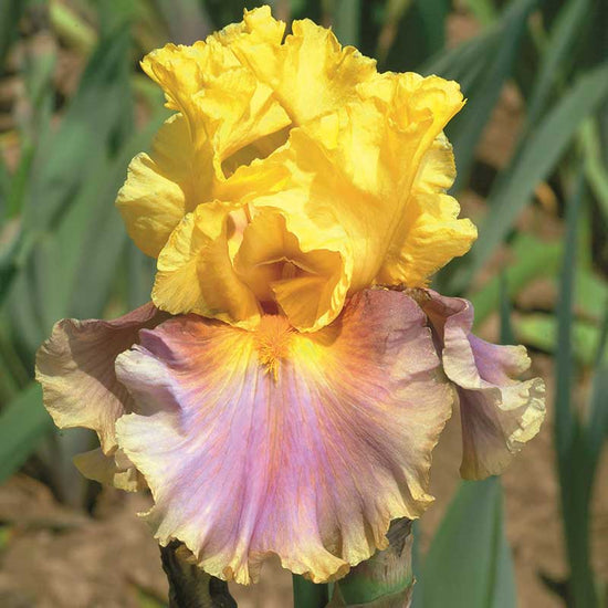 Bearded Iris - In Living Color | Fall Flower Bulbs | Eden Brothers