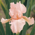 Re-Blooming Bearded Iris - Pink Attraction | Fall Flower Bulbs | Eden ...