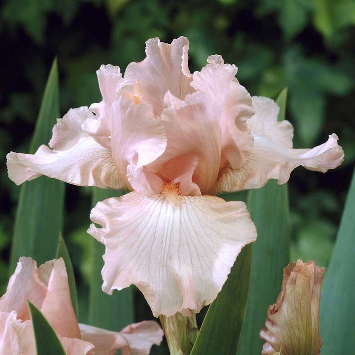 Re-Blooming Bearded Iris - Pink Attraction | Fall Flower Bulbs | Eden ...