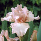 Re-Blooming Bearded Iris - Pink Attraction | Fall Flower Bulbs | Eden ...