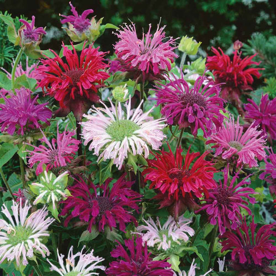 Bee Balm Seeds - Mix | Flower Seeds in Packets & Bulk | Eden Brothers