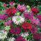 Bee Balm Seeds - Mix | Flower Seeds in Packets & Bulk | Eden Brothers