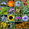 Bee Happy - Organic Bee Attractor Wildflower Mix | Flower Seeds | Eden ...