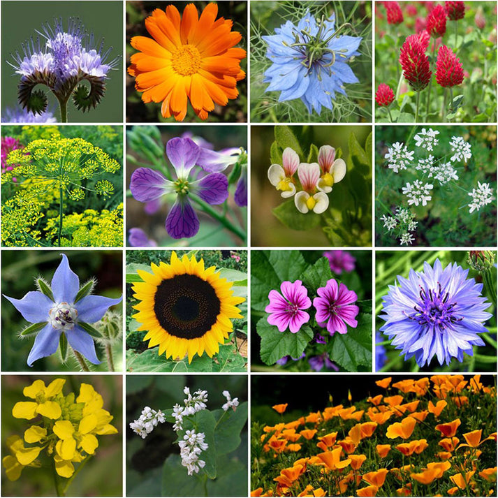 Bee Happy - Organic Bee Attractor Wildflower Mix | Flower Seeds | Eden ...