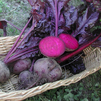Beet Seeds | Shop 12 Varieties | Eden Brothers