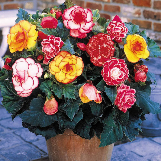 Begonia Tubers | Shop 11 Varieties | Eden Brothers