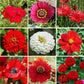 Big Red Mix - Red Flower Seed Mix | Flower Seeds | Eden Brothers