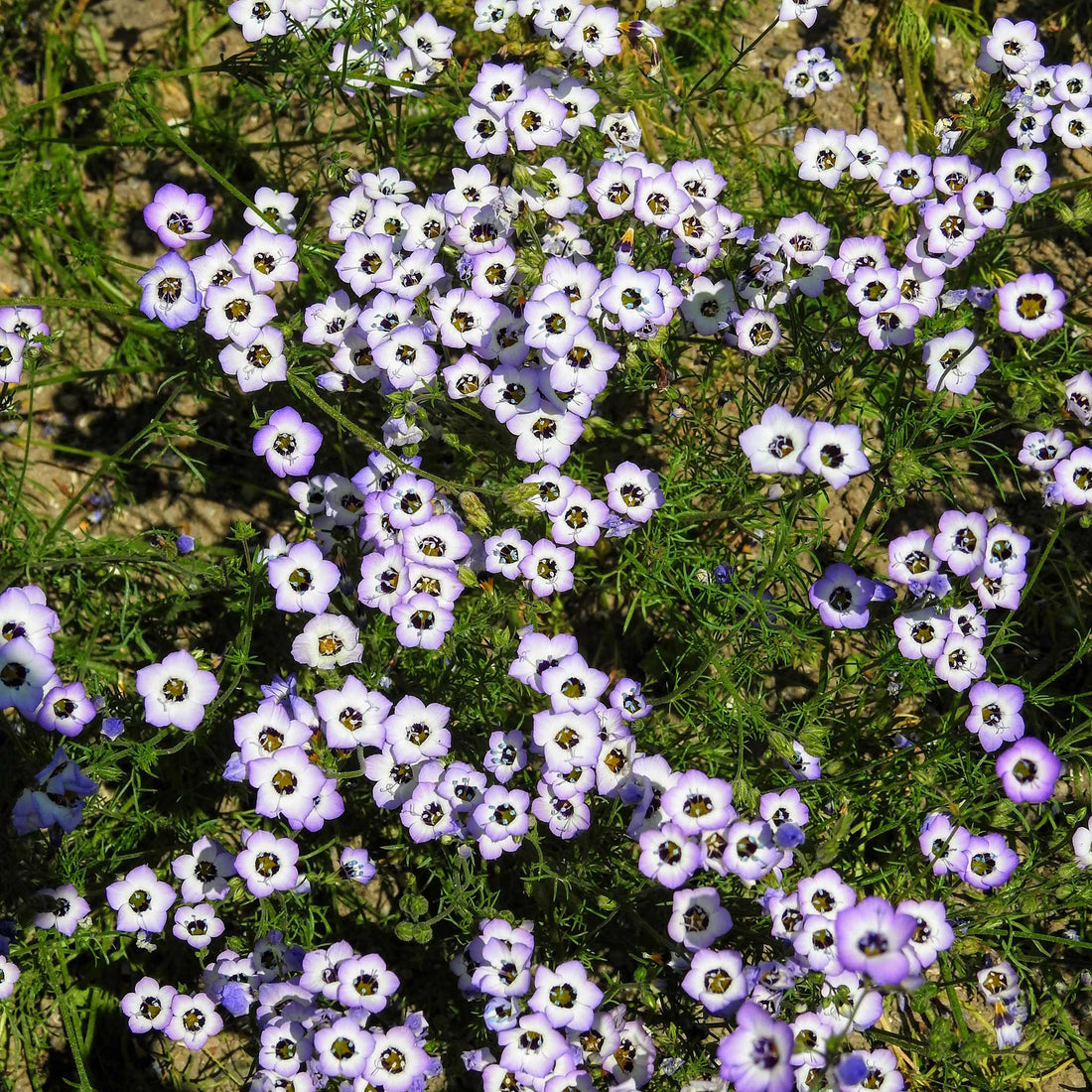 Birds Eyes Seeds | Flower Seeds in Packets & Bulk | Eden Brothers