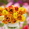 Blanket Flower Seeds - Sundance | Flower Seeds in Packets & Bulk | Eden ...