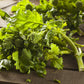 Broccoli-Raab Seeds - Spring Rapini | Vegetable Seeds in Packets & Bulk ...