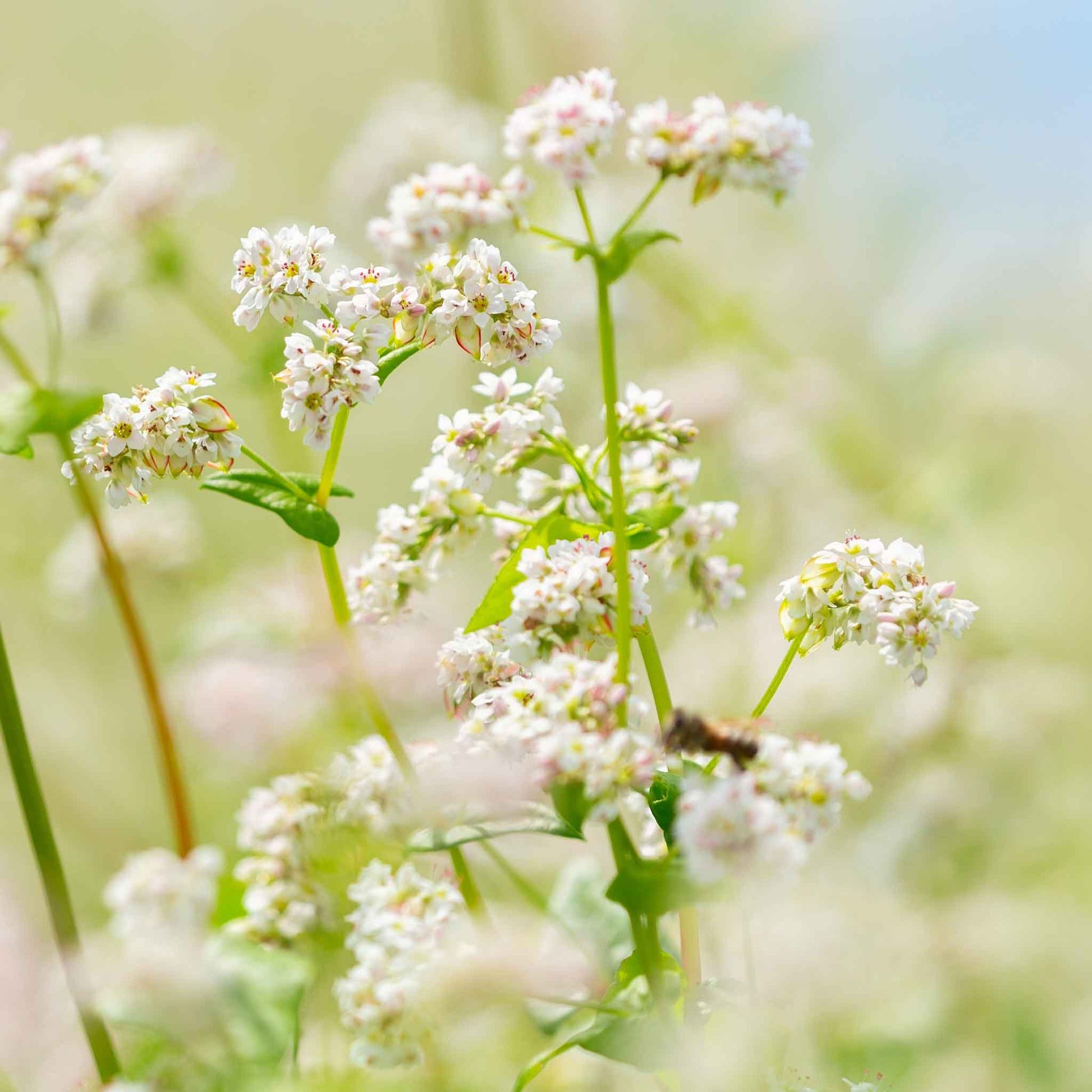 Buckwheat Flowers