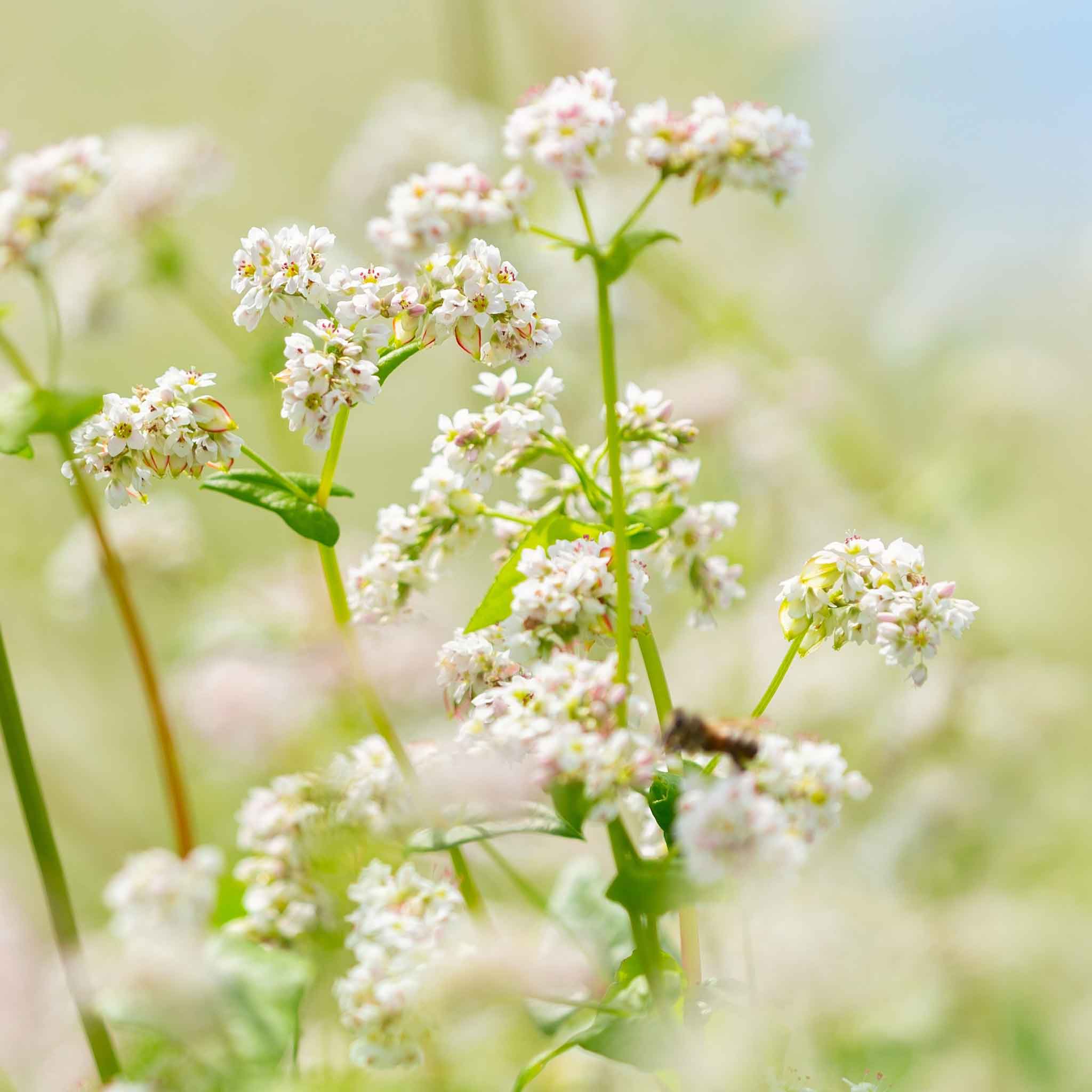 Buckwheat Seeds | Flower Seeds in Packets & Bulk | Eden Brothers