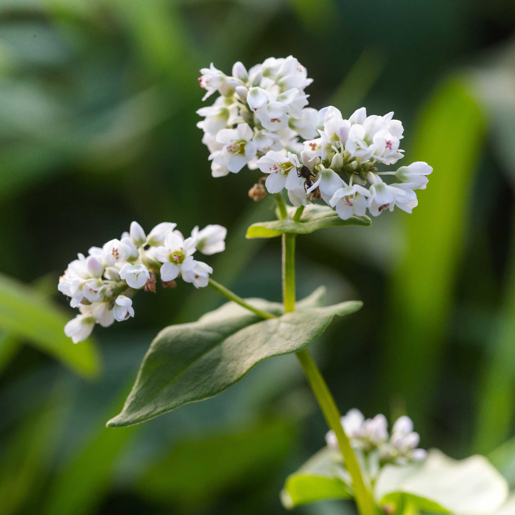 Buckwheat Seeds | Flower Seeds in Packets & Bulk | Eden Brothers