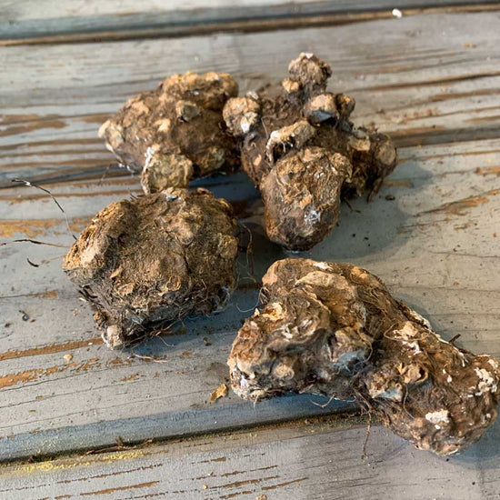 Caladium Bulbs - Florida Moonlight | Spring Flower Bulbs | Eden Brothers