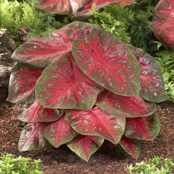 Caladium - Red Flash | Spring Flower Bulbs | Eden Brothers