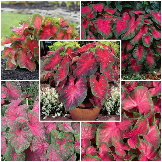 Caladium Bulbs | Shop 9 Varieties | Eden Brothers