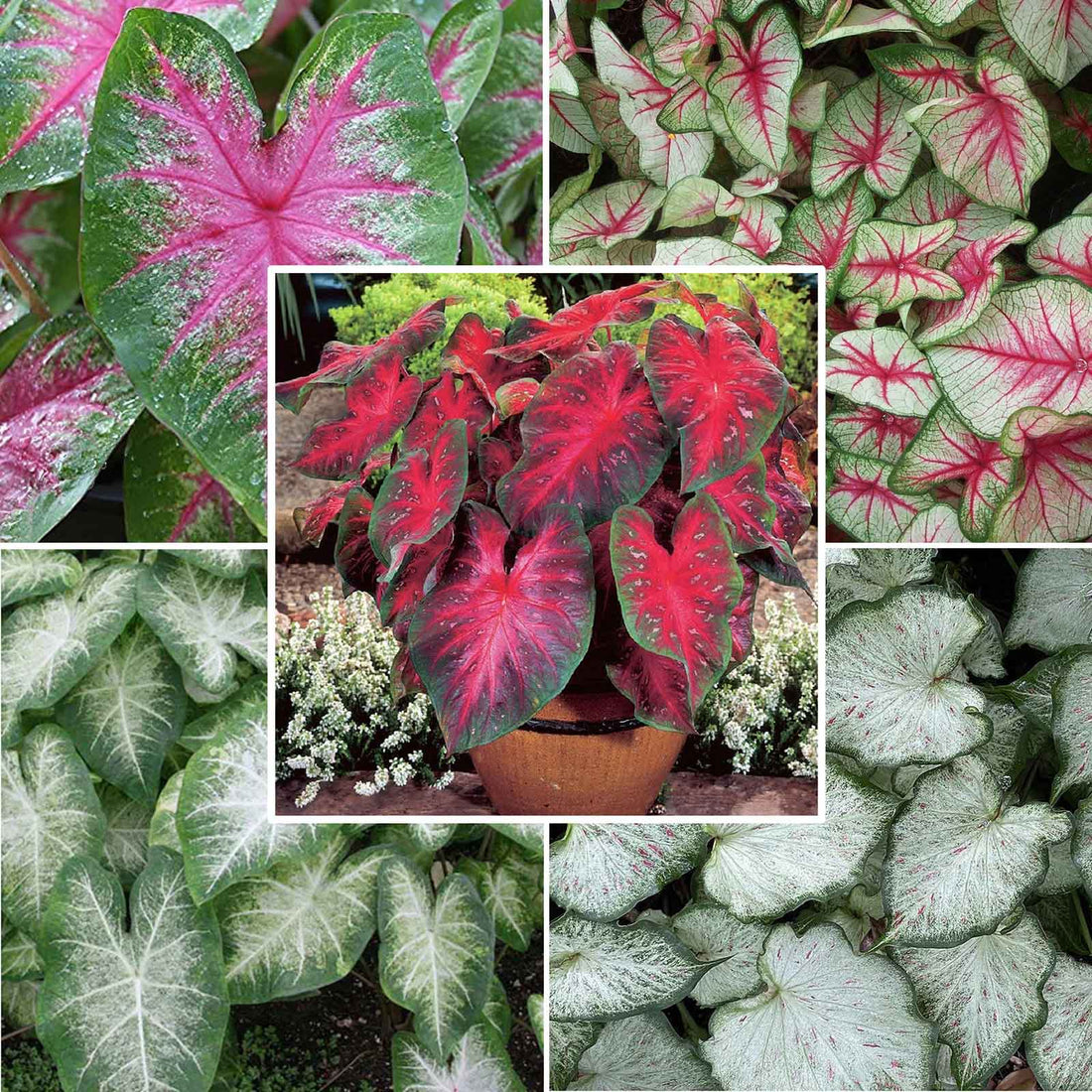 Caladium Bulbs - Sun Tolerant Collection| Spring Flower Bulbs | Eden ...
