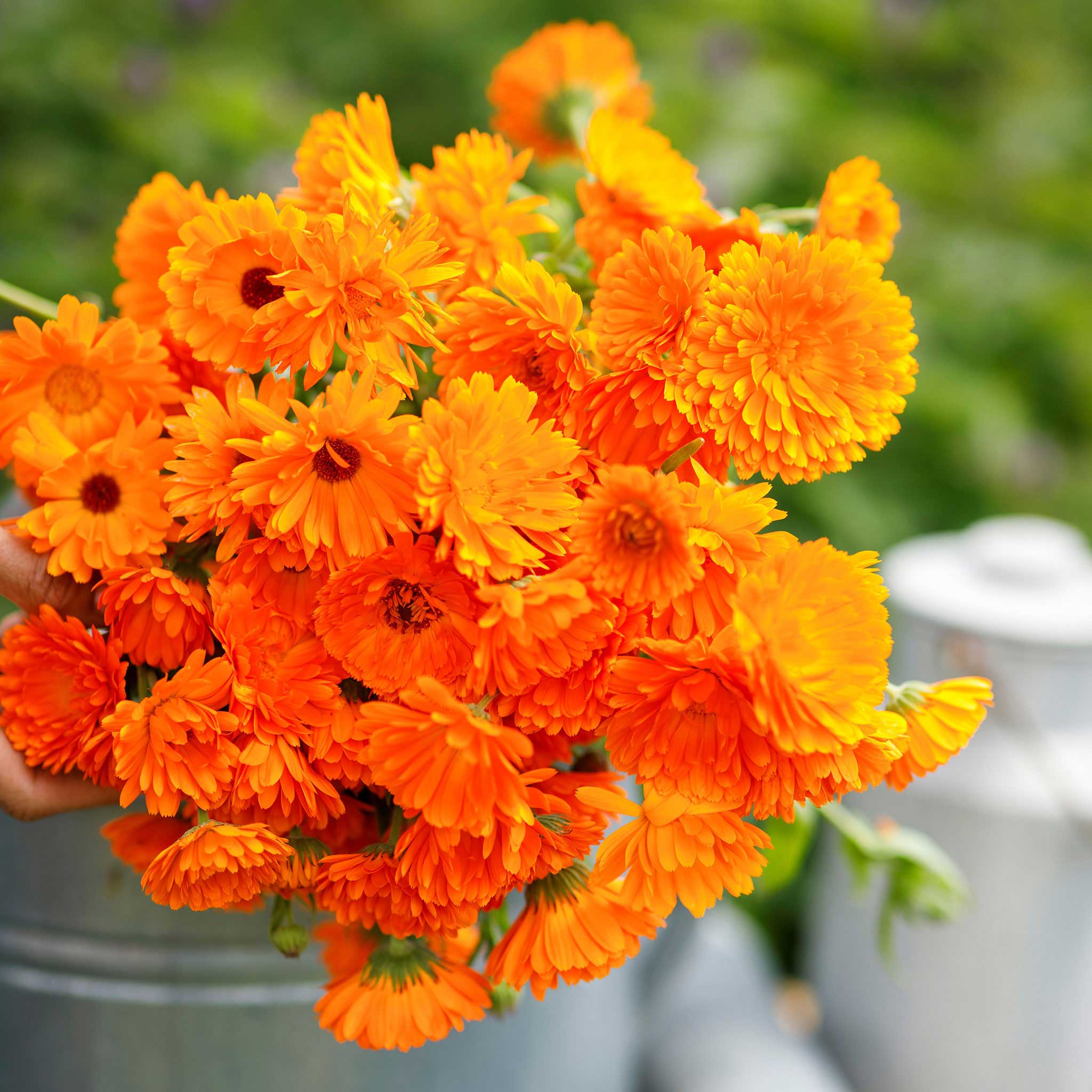 Calendula Seeds - Ball's Improved Orange | Flower Seeds in Packets ...