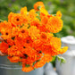 Calendula Seeds - Ball's Improved Orange | Flower Seeds in Packets ...