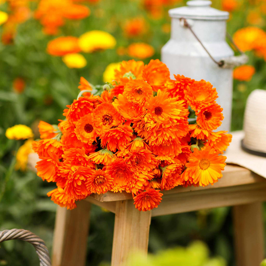Calendula Seeds - Ball's Improved Orange | Flower Seeds in Packets ...