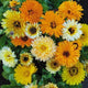 Calendula Seeds - Sunset Buff | Flower Seeds in Packets & Bulk | Eden ...