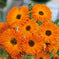 Calendula Seeds - Geisha Girl | Flower Seeds in Packets & Bulk | Eden ...
