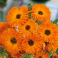 Calendula Seeds - Geisha Girl | Flower Seeds in Packets & Bulk | Eden ...