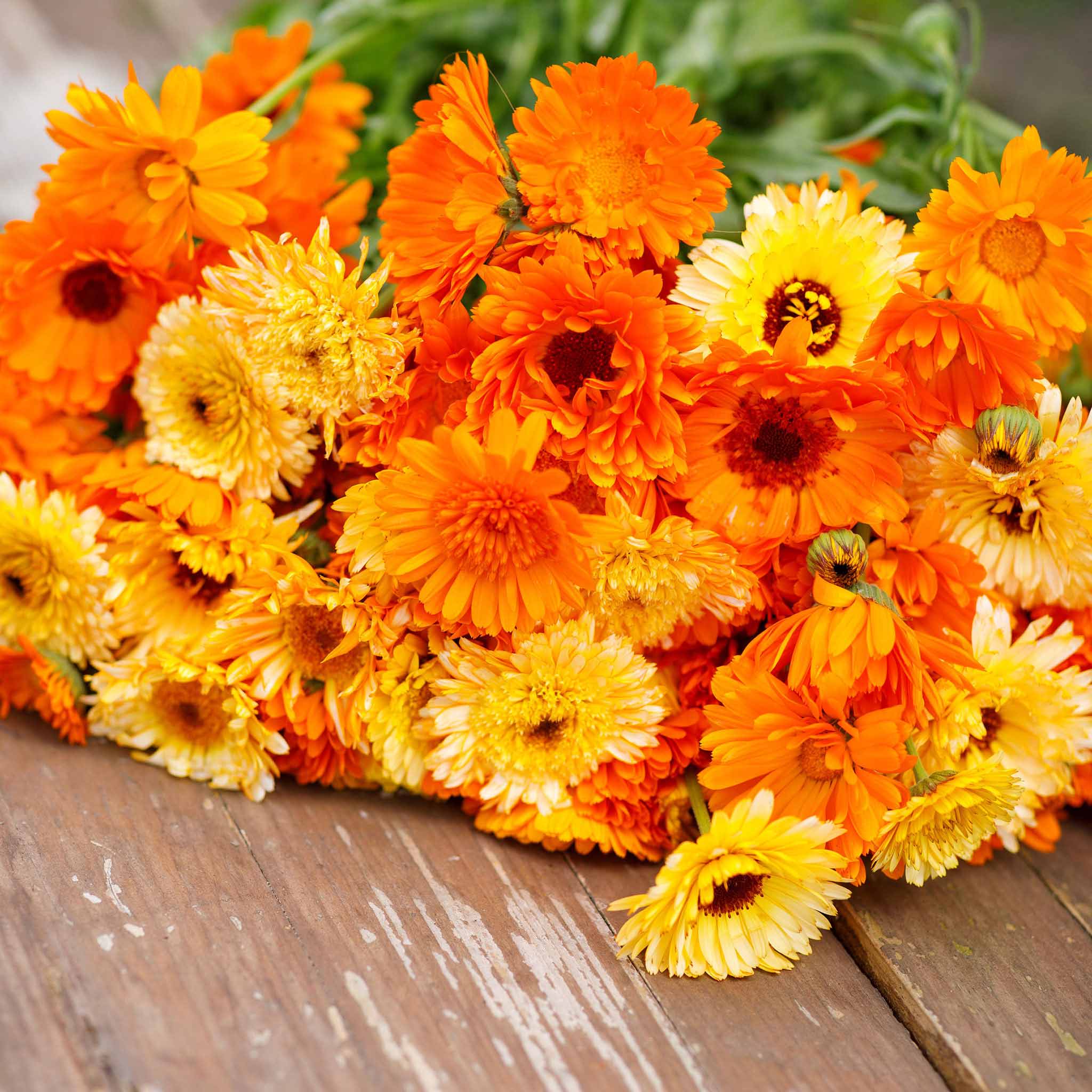 Calendula Seeds - Pacific Beauty Mix | Flower Seeds in Packets & Bulk ...