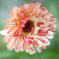 Calendula Seeds - Sunset Buff | Flower Seeds in Packets & Bulk | Eden ...