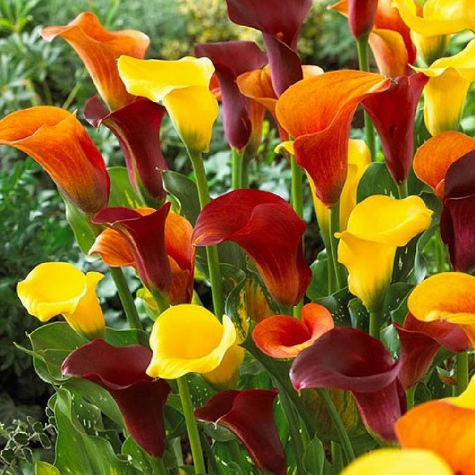 Calla Lily Bulbs - Hot Mix | Spring Flower Bulbs | Eden Brothers