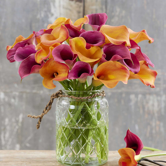 Calla Lily Bulbs | Shop 13 Varieties | Eden Brothers