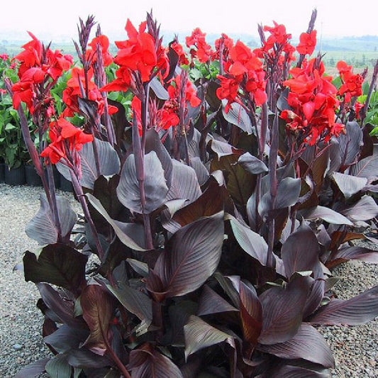 Canna Lily Bulbs | Shop 7 Varieties | Eden Brothers