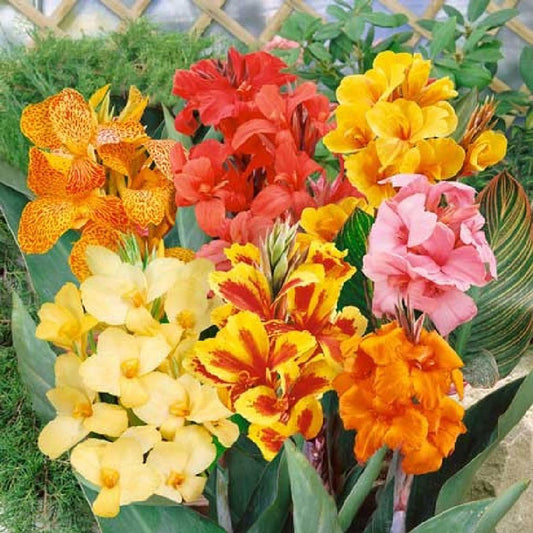 Canna Lily Bulbs | Shop 7 Varieties | Eden Brothers