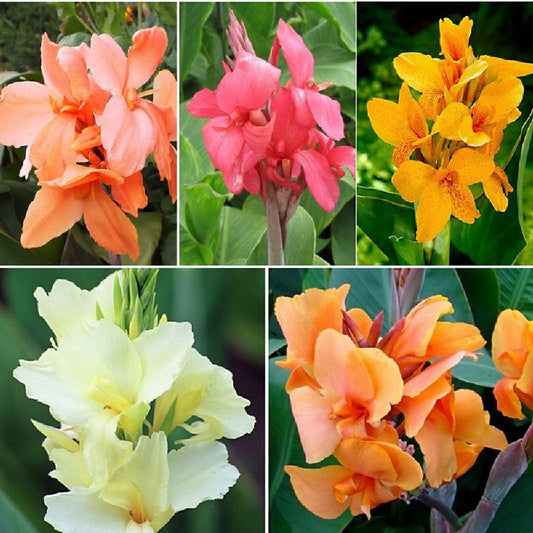 Canna Lily Bulbs | Shop 7 Varieties | Eden Brothers