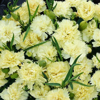 Carnation Seeds | Shop 10 Varieties | Eden Brothers