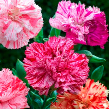Carnation Seeds | Shop 10 Varieties | Eden Brothers