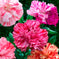 Carnation Seeds - Picotee Mix | Flower Seeds in Packets & Bulk | Eden ...