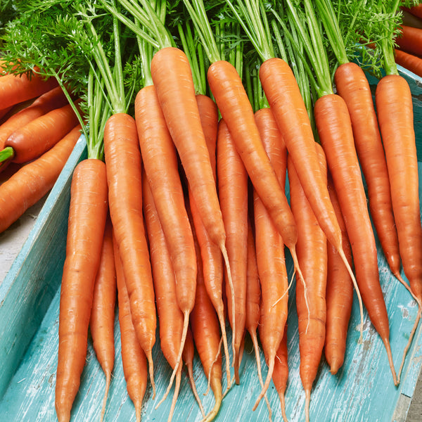 Organic Carrot Seeds - Little Finger | Vegetable Seeds in Packets ...
