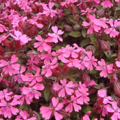 Catchfly Seeds | Shop 2 Varieties | Eden Brothers