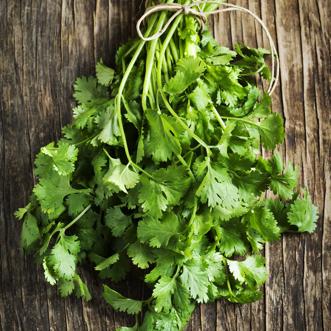 Cilantro/Coriander Seeds - Fiesta Green | Herb Seeds in Packets & Bulk ...