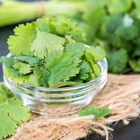 Cilantro Seeds (Heirloom) | Shop 4 Varieties | Eden Brothers