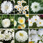 Cloud 9 - White Flower Seed Mix | Flower Seeds | Eden Brothers