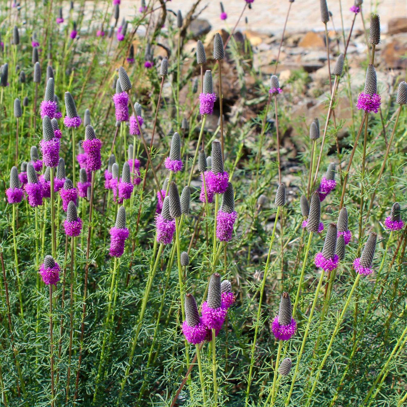 Prairie Clover | Flower Seeds in Packets & Bulk | Eden Brothers