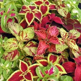 Coleus Blumei Seeds | Shop 5 Varieties | Eden Brothers