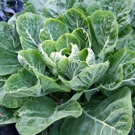 Collard Seeds | Shop 4 Varieties | Eden Brothers