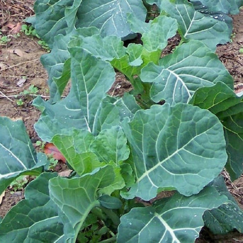 Collard Seeds - Georgia Southern | Vegetable Seeds in Packets & Bulk ...