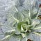 Collard Seeds - Morris Heading | Vegetable Seeds in Packets & Bulk ...