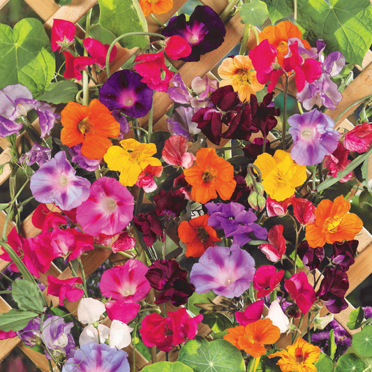 Eden Brothers Exclusive Flower Mixes | 32 Varieties | Eden Brothers ...